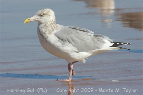 Herring Gull Winter Plumage At Cathy Remington Blog