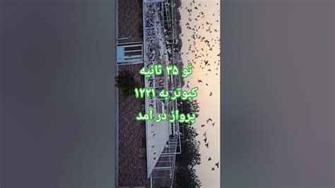 روز گرو اقا غلام دوستی کبوترایرانی کبوتربلندپرواز کبوتربازی کفتر Youtube