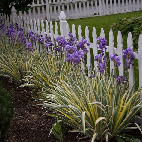 Pallida Variegata Gold Bearded Iris Spring Hill Nursery