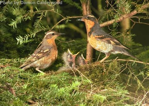 Varied Thrush East Cascades Bird Alliance