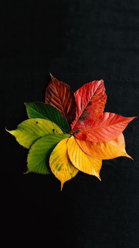 Life Cycle Wallpapers 4k Hd Life Cycle Backgrounds On Wallpaperbat