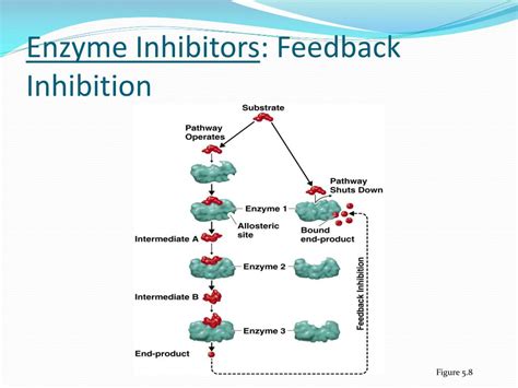 Ppt Enzymes Powerpoint Presentation Free Download Id2045802