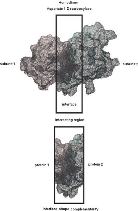 1 Interface Shape Complementarity Between Interacting Subunits