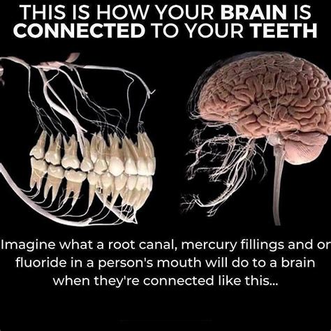 This Is How Your Brain Is Connected To Your Teeth Teeth Health