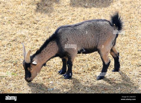 Pygmy Goat In An Enclosure Fuerteventura Taken December 2024 Stock