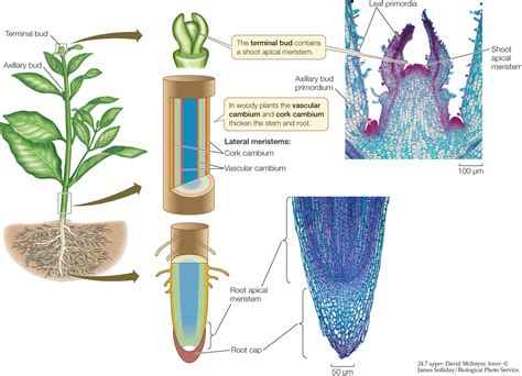 What Is Apical Growth Design Talk