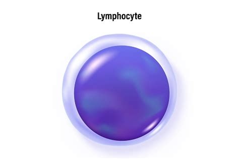 Lymphocyte Vector Type Of White Blood Cell Blood Cell Types Leukocyte