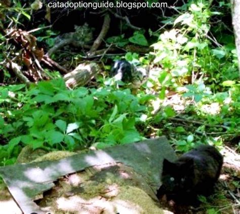 Cat Adoption Guide National Feral Cat Day