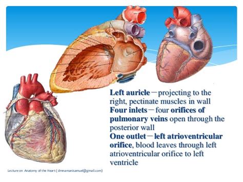 Anatomy Of The Heart