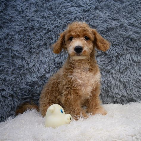 Kameron Toy Poodle Puppy For Sale In Donna Tx Lancaster Puppies