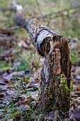 Free Picture Marks Beaver Chewed Tree