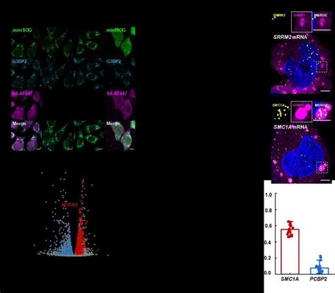 Comparing Cap Seq With Purification Based Methods In U 2 Os Cells A