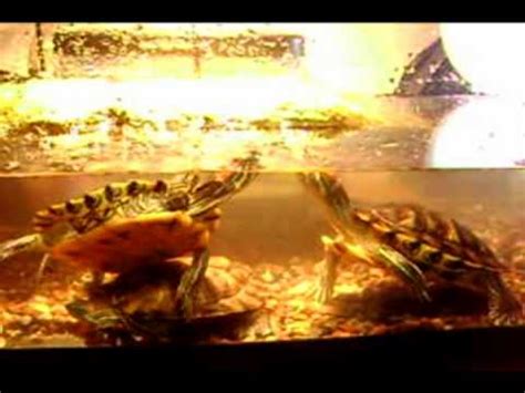 Red Eared Sliders Mating Danceritual Youtube