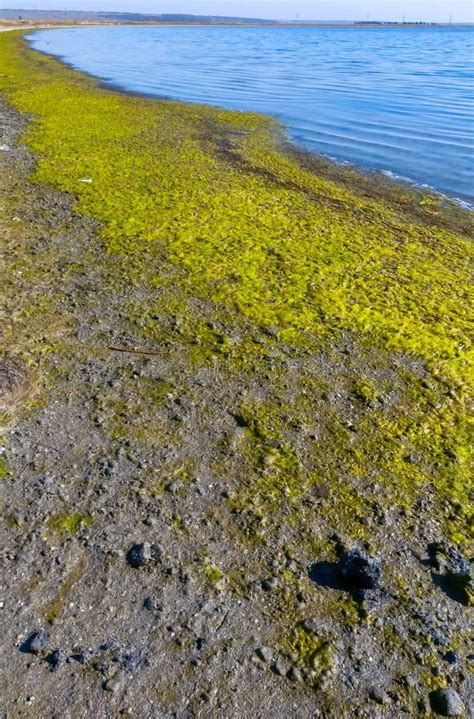 Drying Shallow Pond And Green Algae Rotting On The Shore Tiligul