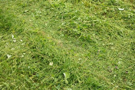 Fresh Cut Grass Hay Making Stock Image Image Of Plants Fresh 326605759