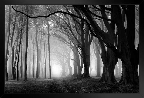 Creepy Forest Cover Photos