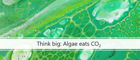Think Algae And Co2 Big Viride