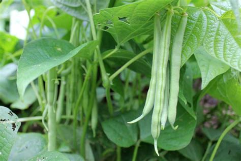Dwarf French Beans Pod Easy Edible Gardening