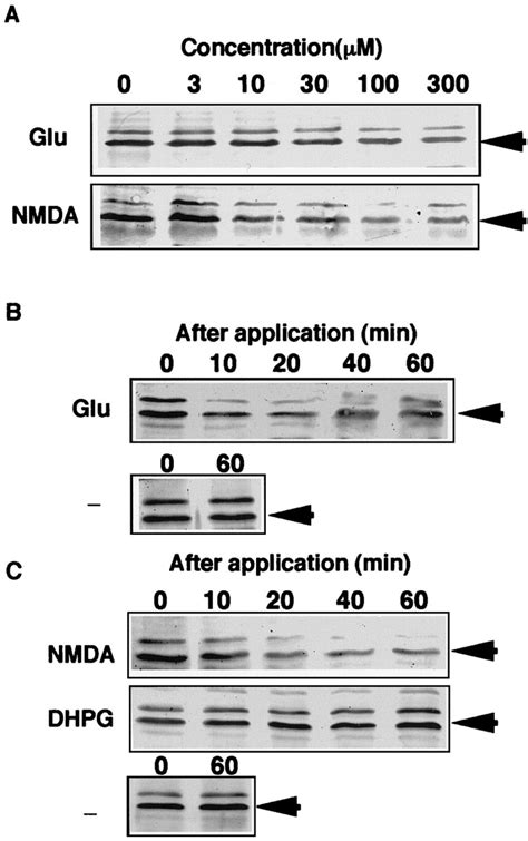 Light And Glutamate Induced Degradation Of The Circadian Oscillating