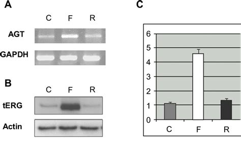 Erg Overexpression And Regulation Target Gene Expression A Total Rna