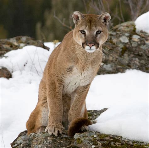 Imagen Puma 5png Wiki Reino Animalia Fandom Powered By Wikia