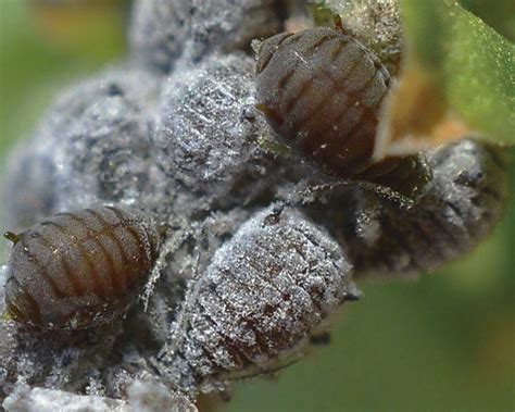 Aphis Crinosa Woolly Privet Aphid Identification Images Ecology
