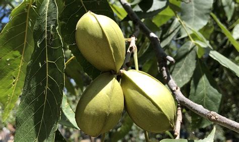 Pecan Varieties For Central Texas Backbone Valley Nursery