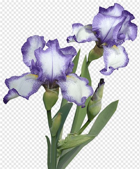 Bunga Iris Tanaman Musim Semi Mekar Dekorasi Taman Png Pngwing