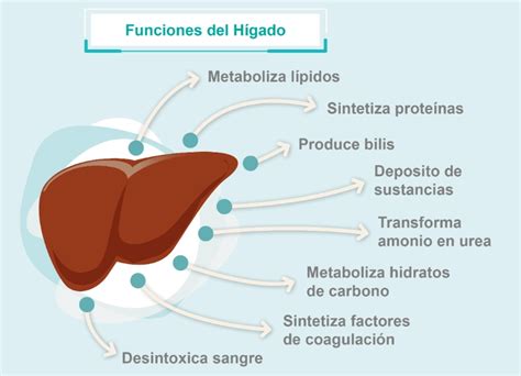 Funciones Del Hígado