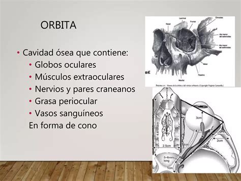 Anatomia Orbita Pptx