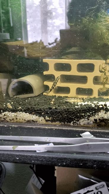 Does This Kuhli Loach Look Normal To You General Chat Aquarium Co
