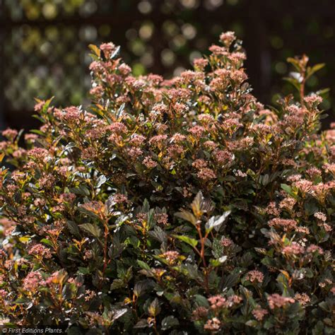 Ninebark Little Devil 3 Greenwood Creek Nursery