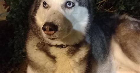 Daily Dose Of Dio Album On Imgur