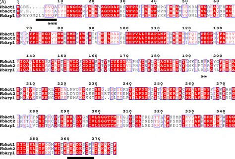 A Multiple Sequence Alignment Between Actin Pbact1 Pb000323010