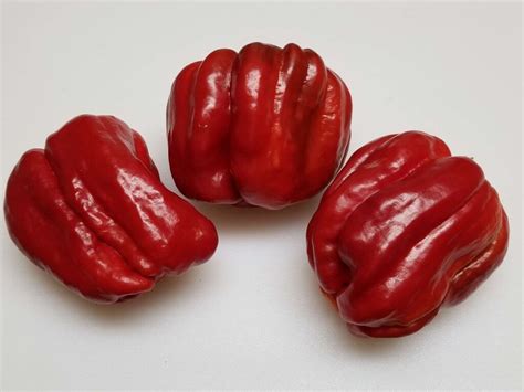 Antep Aci Dolma Pepper Seeds Super Hot Chiles