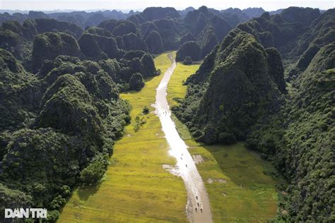 Đồng Lúa Tam Cốc Chín Vàng Rực Trong Miền Di Sản Thiên Nhiên Thế Giới Báo Dân Trí