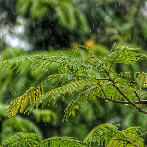 Calming Rains Meditationwater Soundscapes、rain Sounds、deep Horizon