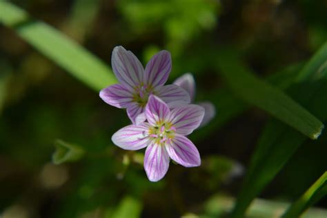 Spring Wild Flower In The Woods Smithsonian Photo Contest