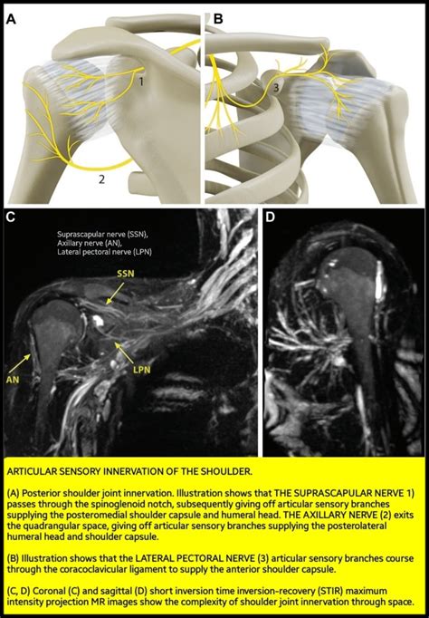 Suprascapular Nerve