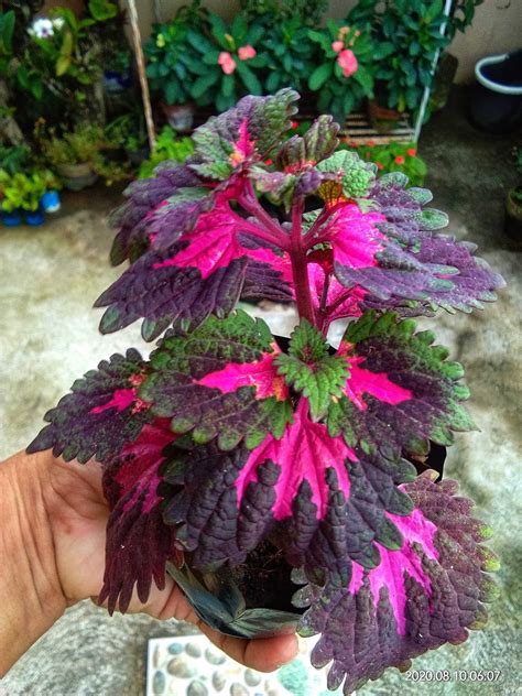 Coleus Corner Beautiful 💞🙏🏡🏠🤗 Coleusplant Mayana Facebook