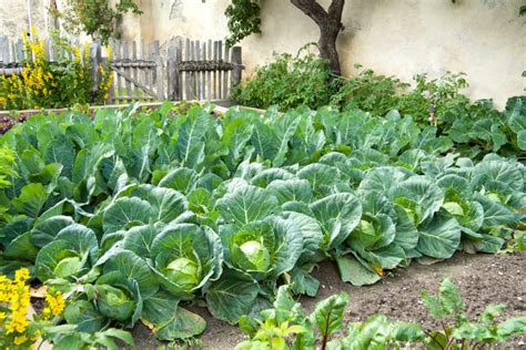 How To Grow Cabbage Kellogg Garden Organics™