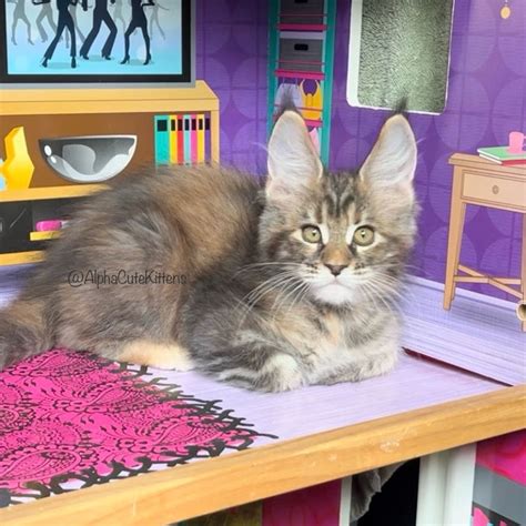 Available Kittens Alpha Cute Kittens