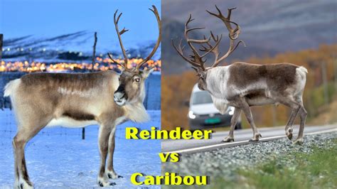 Are Caribou And Reindeer Same The Truth Behind Their Differences