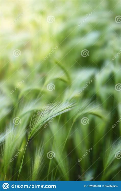 Background Of Moving Grass Abstract Stock Image Image Of Close