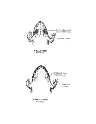 Atlas Of The From Pdf
