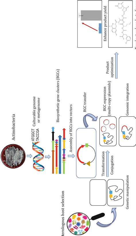 1 Conventional Workflow For Identification And Heterologous Expression Download Scientific