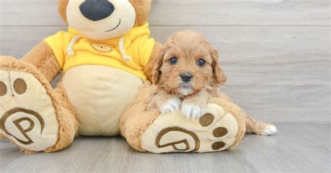 Playful Cavapoo Daisy 2lb 15oz Doodle Puppy