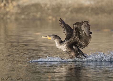 Cormorant Diving Into Water