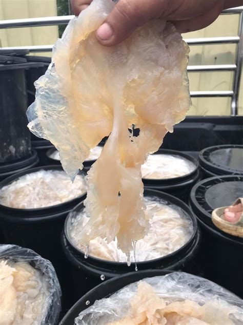 💗ลอดช่องผ่า 4 สวยๆ คัดคุณภาพ ขาย แมงกระพรุนดอง Facebook