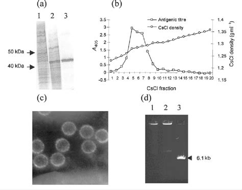 Figure 1 From Murine Pneumotropic Virus Vp1 Virus Like Particles Vlps